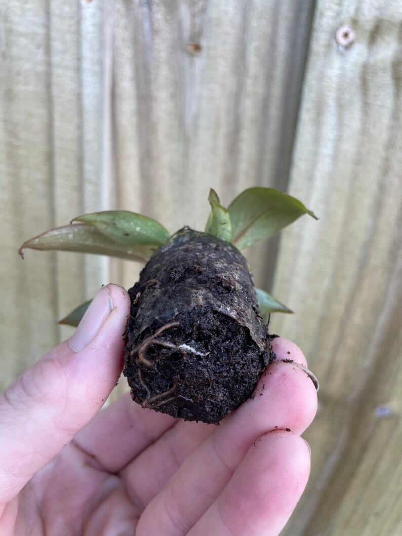 Philodendron Royal Queen Starter Plant ALL STARTER PLANTS - Etsy