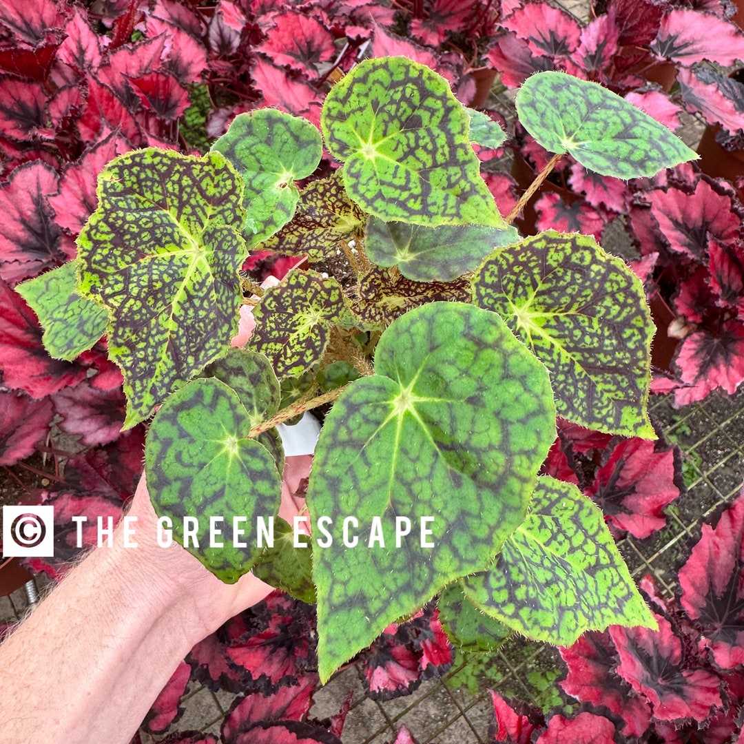Begonia Aces High 4” Pot (ALL PLANTS Require You to Purchase 2 Plants ...
