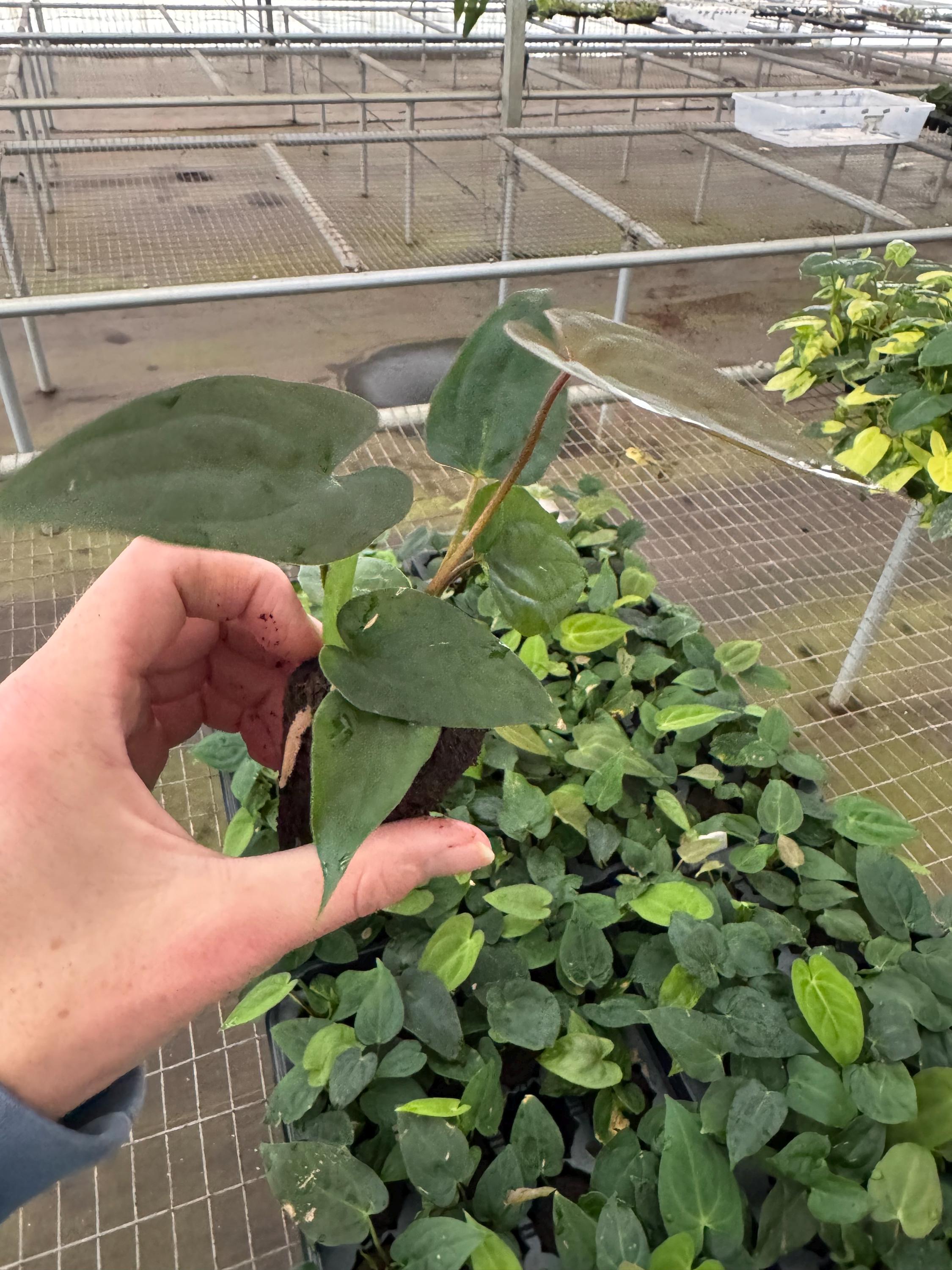 Anthurium Dressleri X Guna Yala Starter Plant (ALL STARTER PLANTS ...