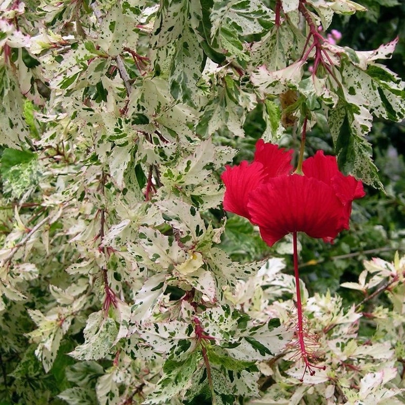 The Snow Queen - Etsy