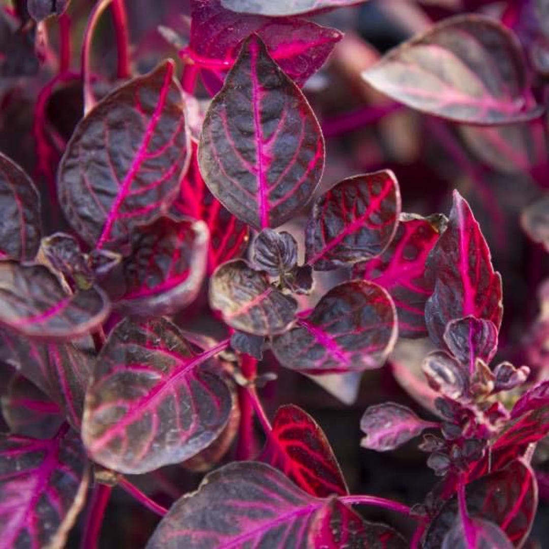 Iresine Chicken Gizzard Red Starter Plant (ALL STARTER PLANTS Require ...