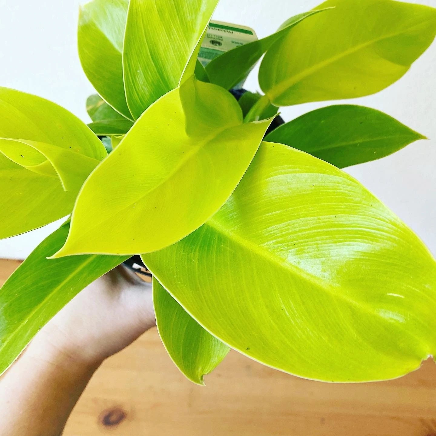 Philodendron Imperial Gold