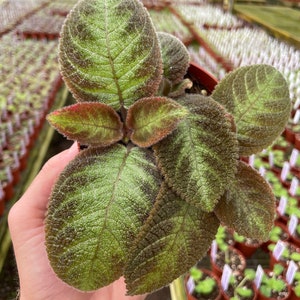 Grey Lady Episcia 4” Pot (ALL PLANTS Require You to Purchase 2 Plants ...