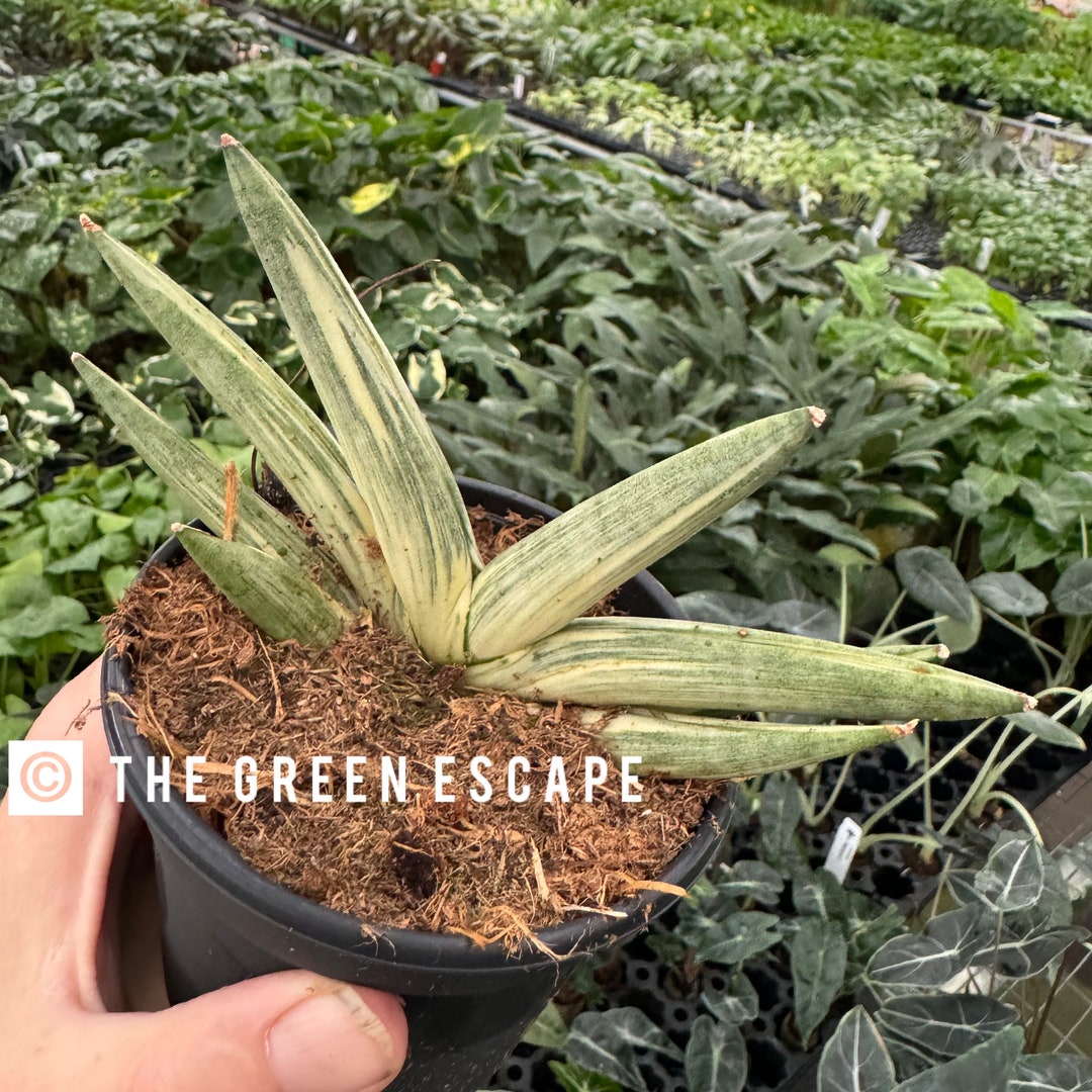 Variegated Sansevieria Boncel Starfish 4”pot (ALL PLANTS Require You to ...