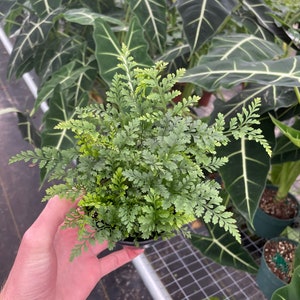 White Rabbit Foot Fern 4” Pot (ALL PLANTS Require You to Purchase 2 ...