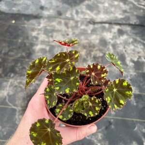 Begonia Kit Kat 4”pot (ALL PLANTS Require You to Purchase 2 Plants!) - Etsy