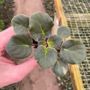 Apache Redcoats African Violet Starter Plant (ALL PLANTS Require You to ...