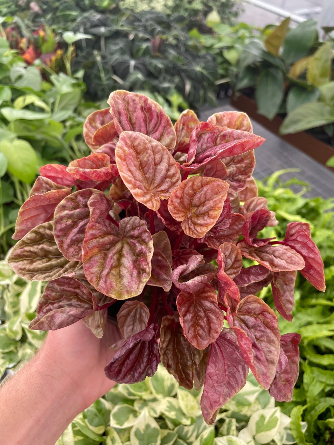 Peperomia Quito 4”pot (ALL PLANTS Require You to Purchase 2 Plants!) - Etsy