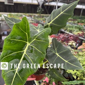 Velvet Elvis Plant - Etsy