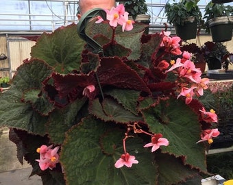Begonia 'midnight Magic' LIVE PLANT - Etsy