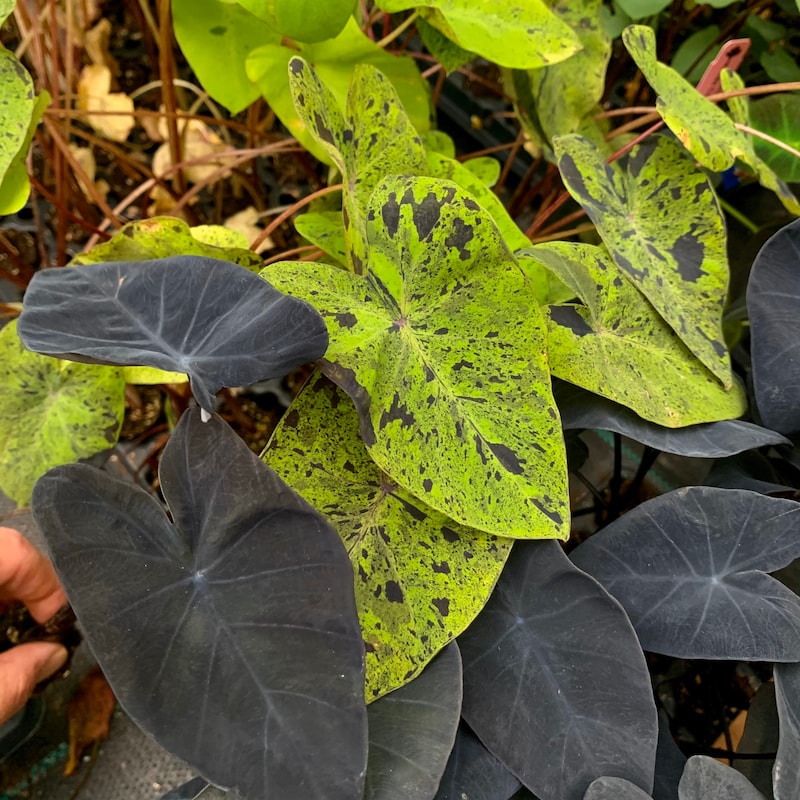 Colocasia Mojito - Etsy