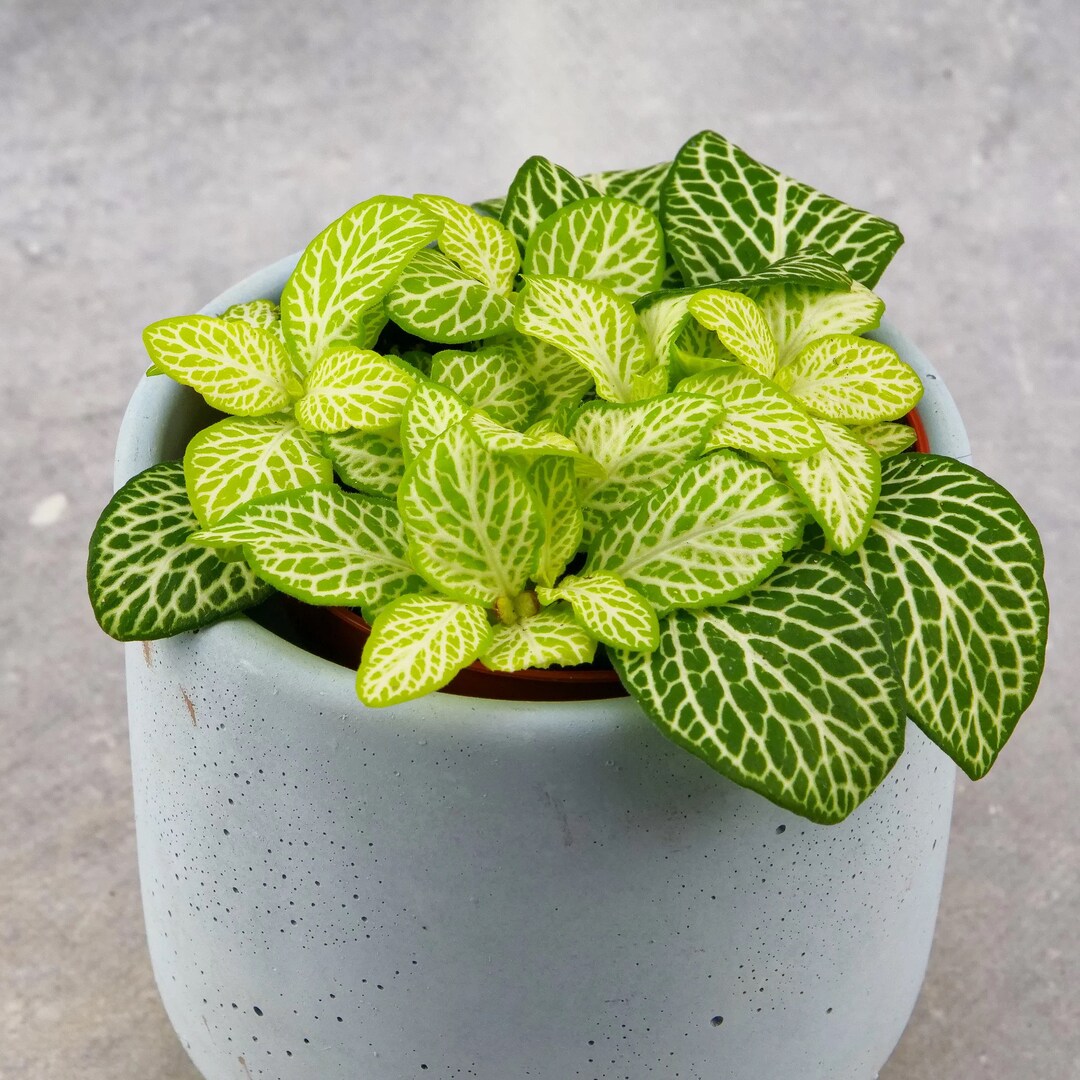 Fittonia ‘jolly Lemon’ Starter Plant (ALL STARTER PLANTS Require You to ...