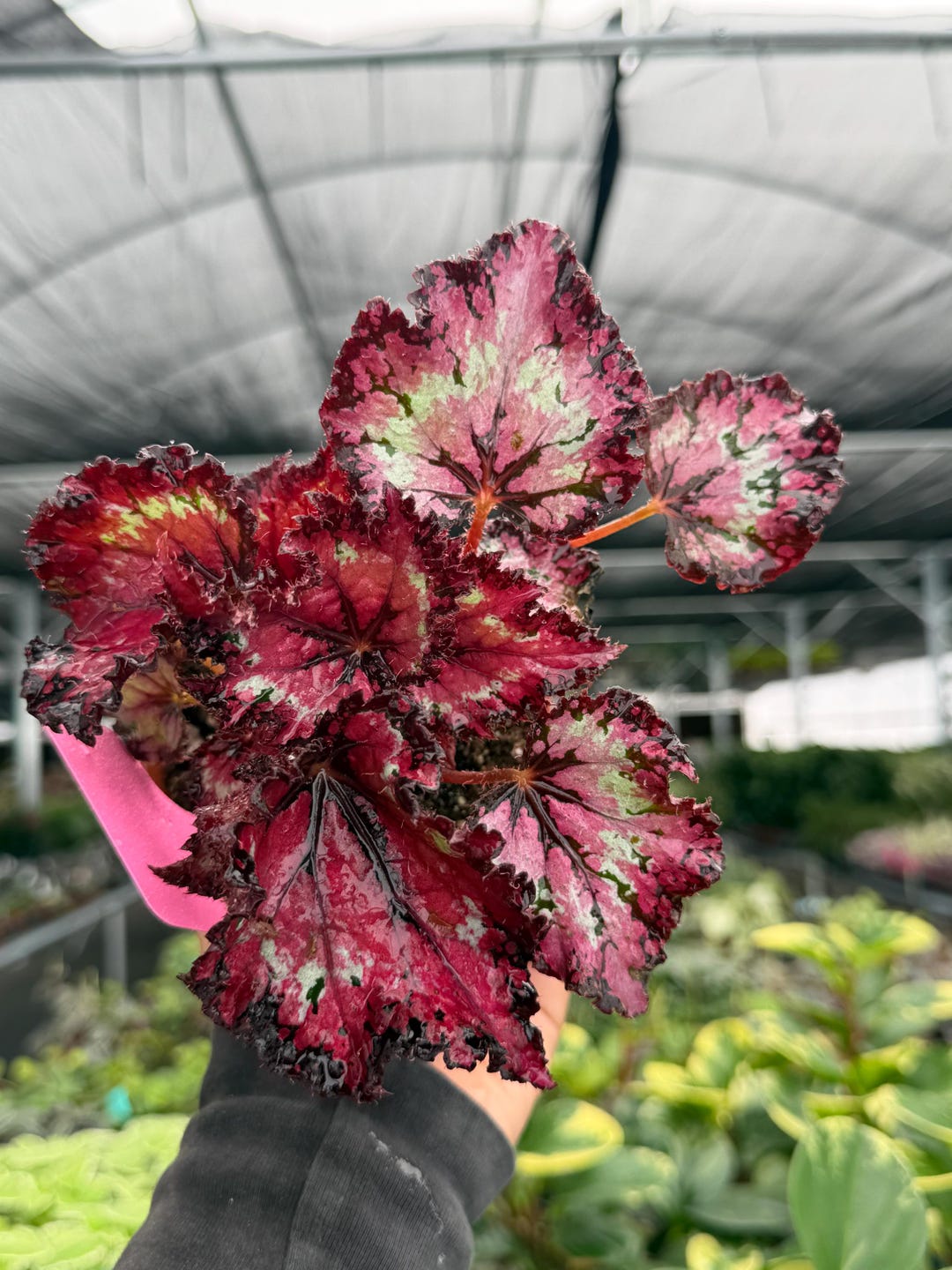 Exact Plant Begonia Queen of Hearts Specific 4” Pot #HME2355 | GG1 (all ...