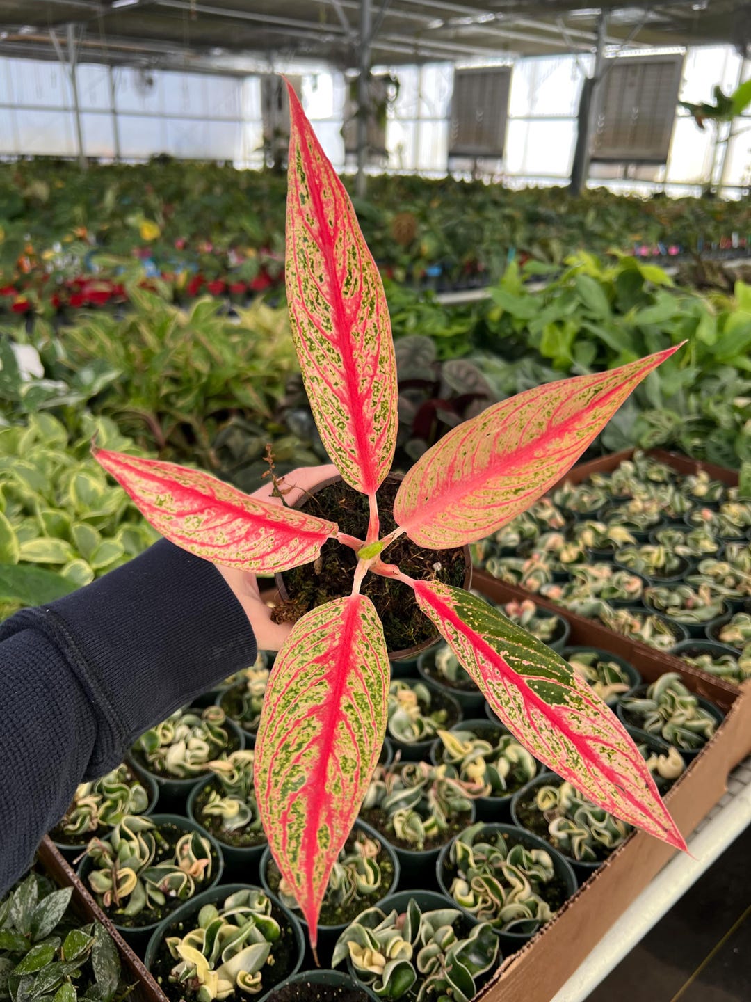 Aglaonema Red Legacy 4” Pot (ALL PLANTS Require You to Purchase 2 ...