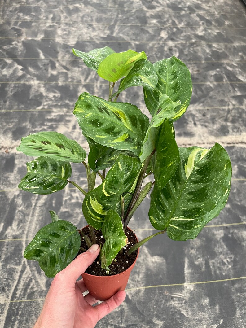 Variegated Maranta Beauty Kim 4 Pot ALL PLANTS Require You - Etsy