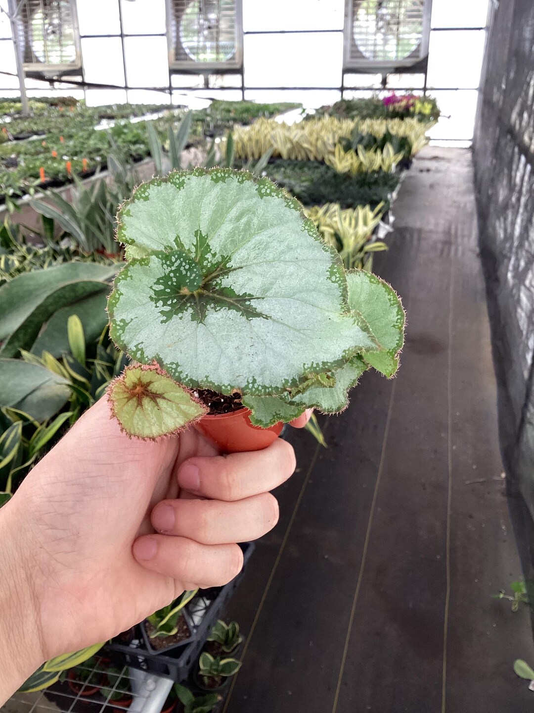 Begonia Green Escargot 2” Pot (ALL PLANTS Require You to Purchase 2 ...