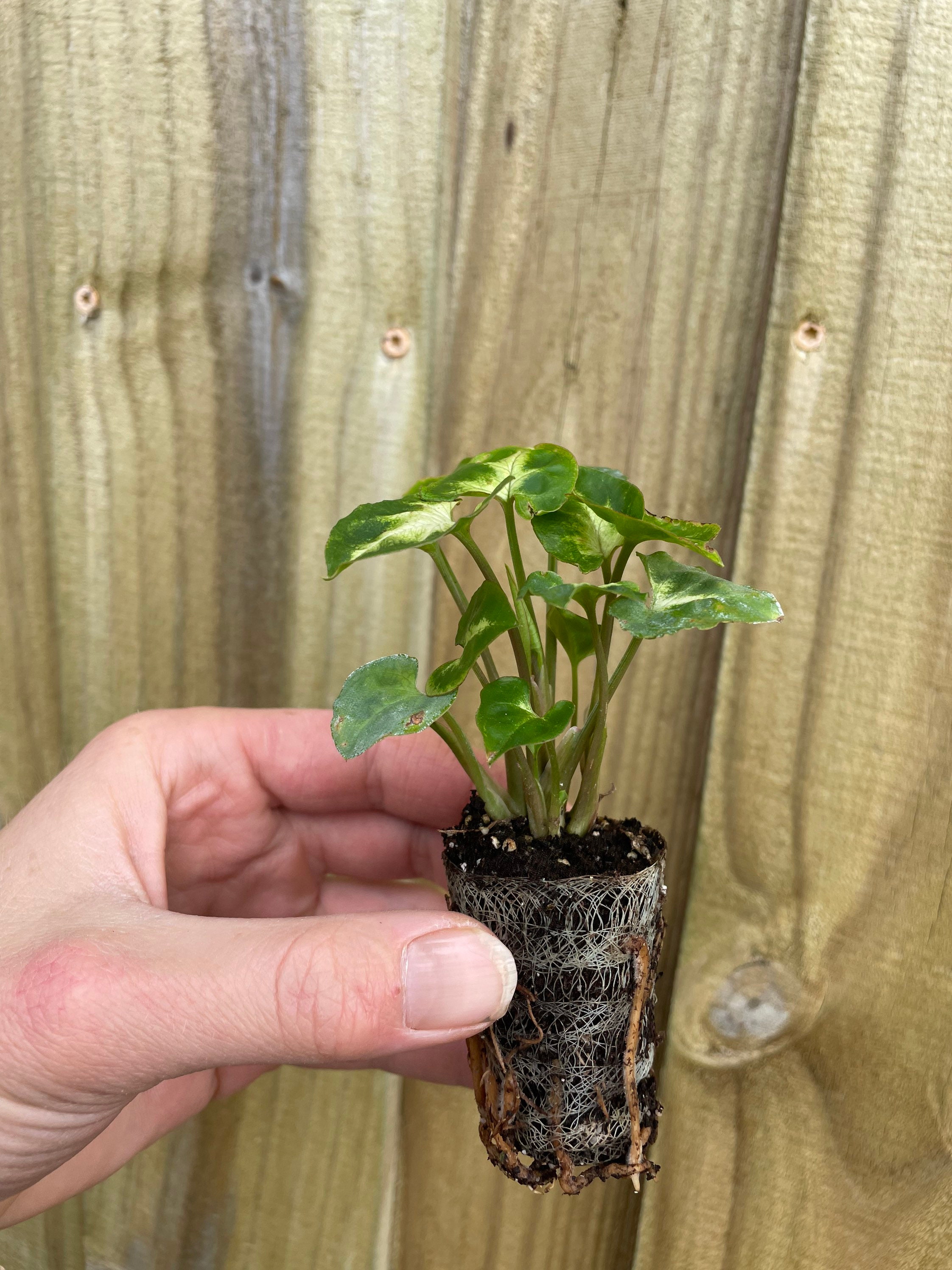 Syngonium mini Pixie Starter Plant ALL STARTER PLANTS - Etsy