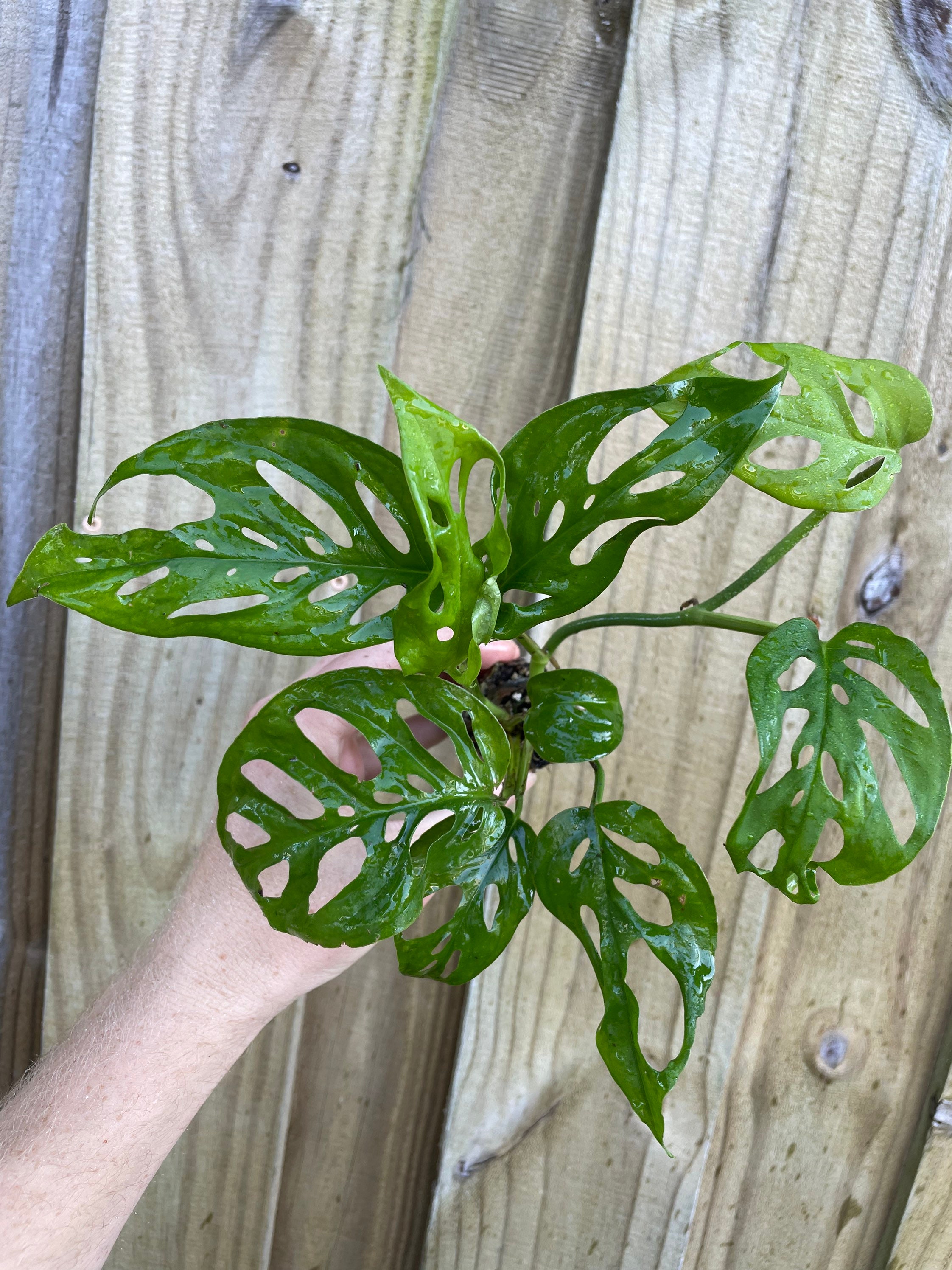 Wide Form Adansonii From Cuttings Starter Plant ALL STARTER - Etsy
