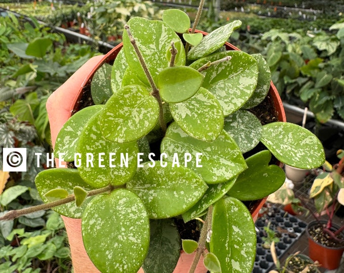 Hoya Mathilde Splash 4” Pot (ALL PLANTS Require You to Purchase 2 ...