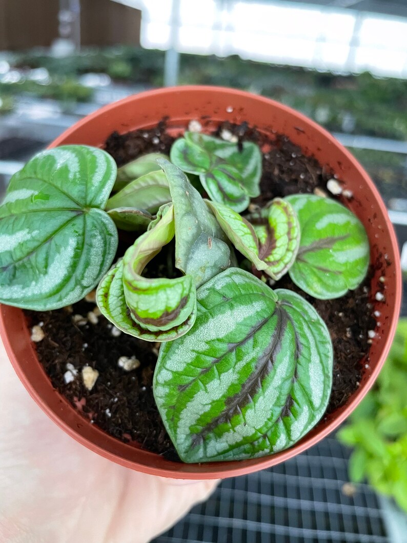 New Cultivar Peperomia Dragon Skin 4pot ALL PLANTS Require - Etsy