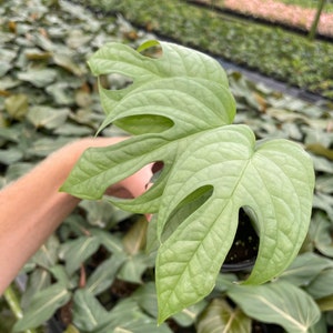 Spider Man Monstera “amydrium Silver” 4” Pot (ALL PLANTS Require You to ...