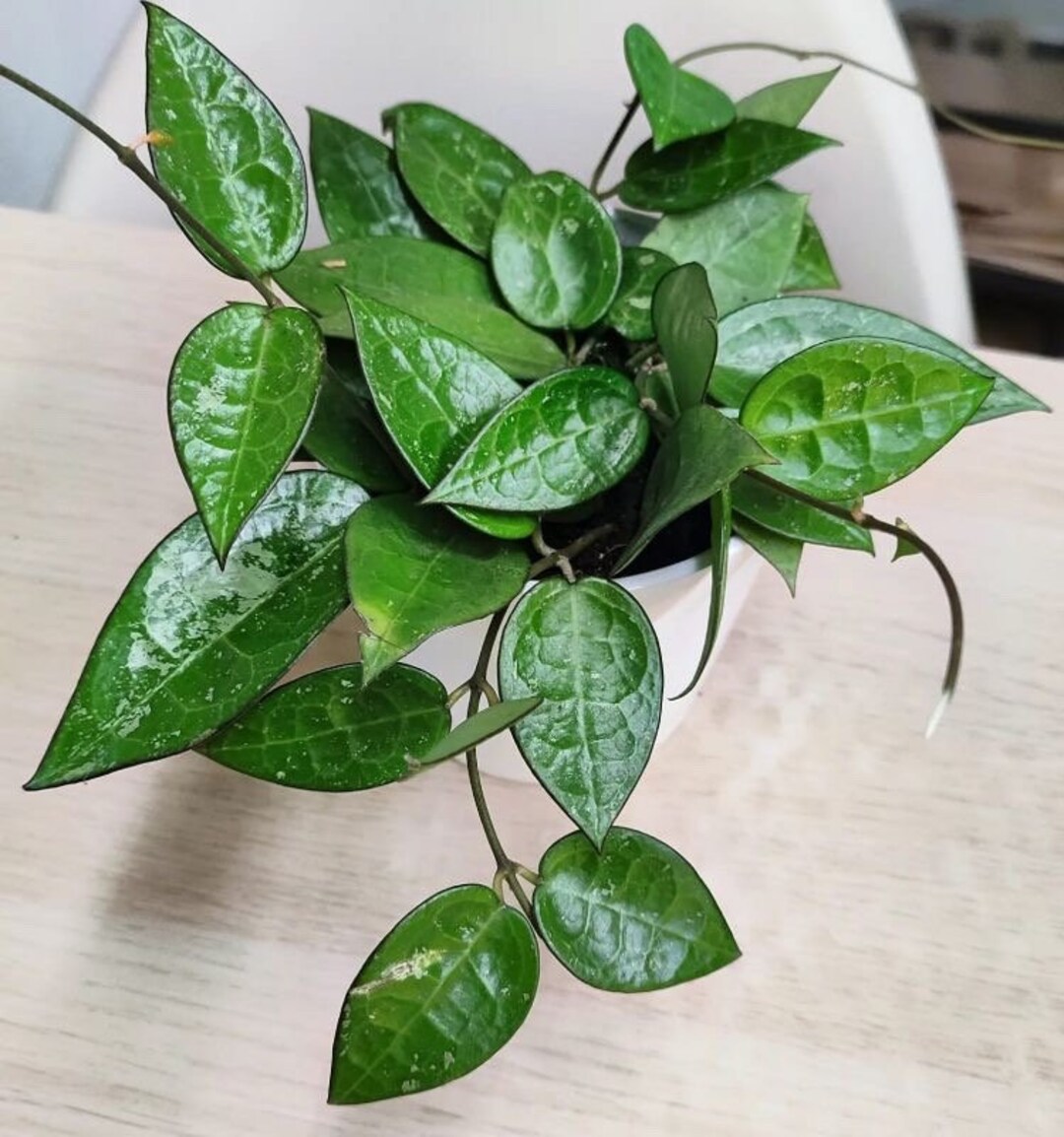 Hoya Black Margin Starter Plant (ALL STARTER PLANTS Require You to ...