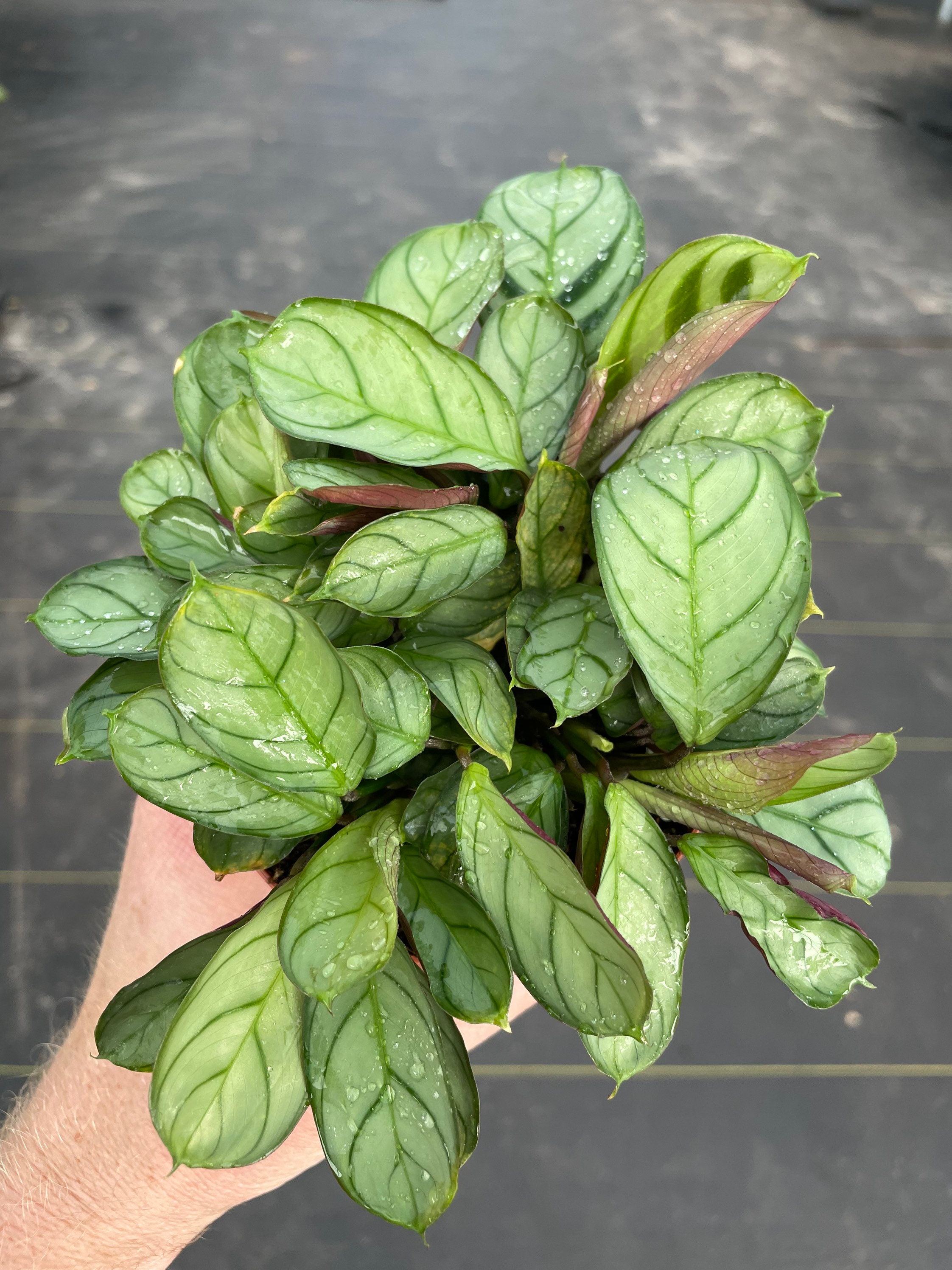 Calathea Burle Marx Amagris 4 Pot ALL PLANTS Require You to - Etsy