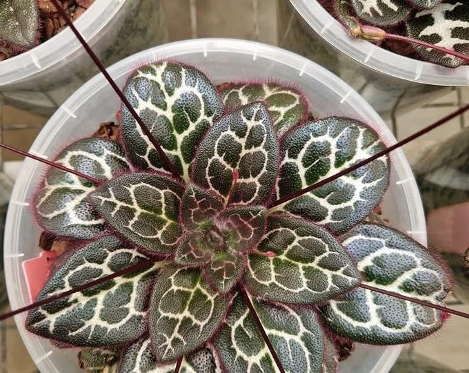 Primulina Sinovietnamica Starter Plant (ALL STARTER PLANTS Require You ...