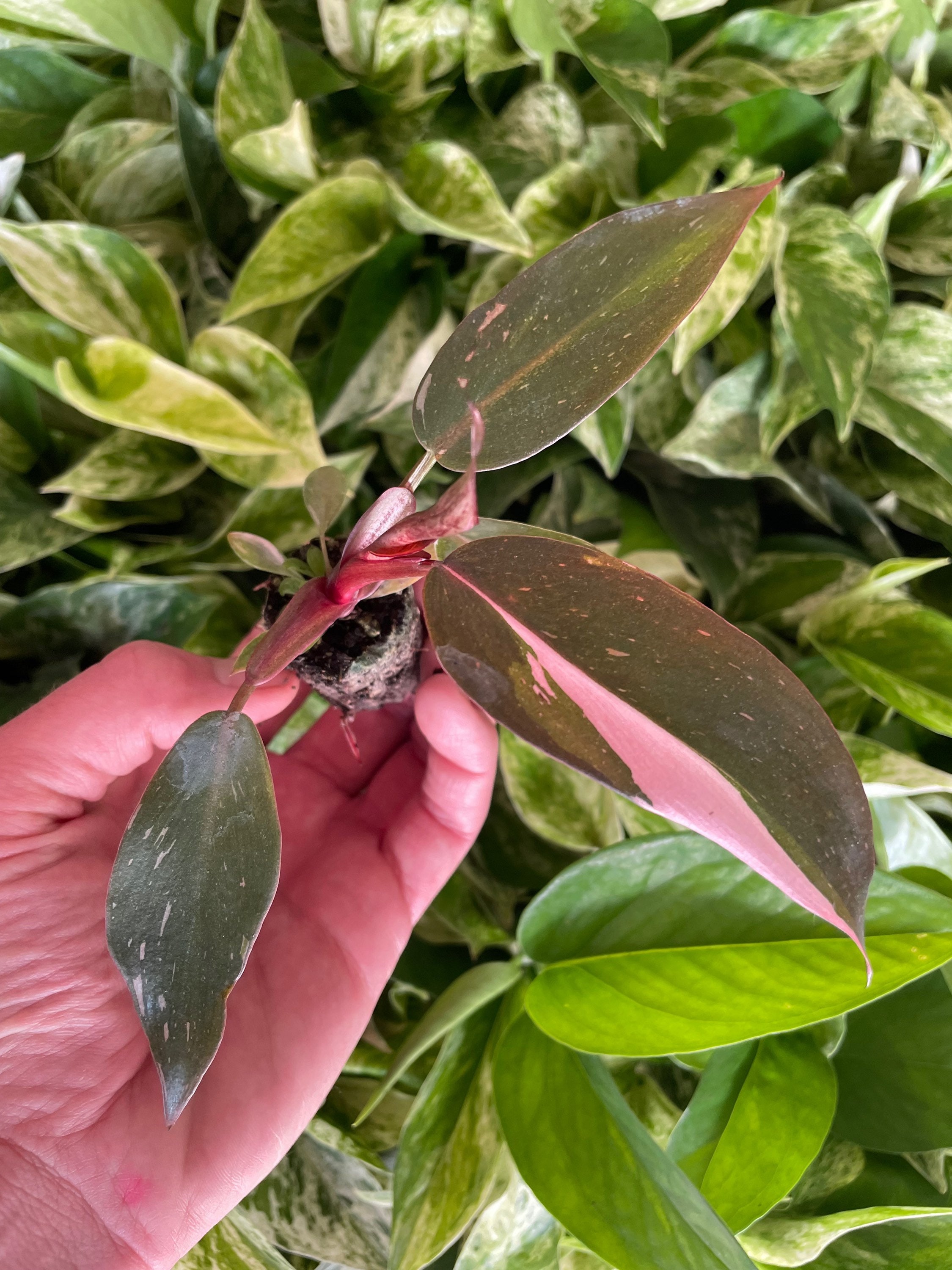 Philodendron Black Cherry Pink Princess Starter Plant ALL - Etsy Australia
