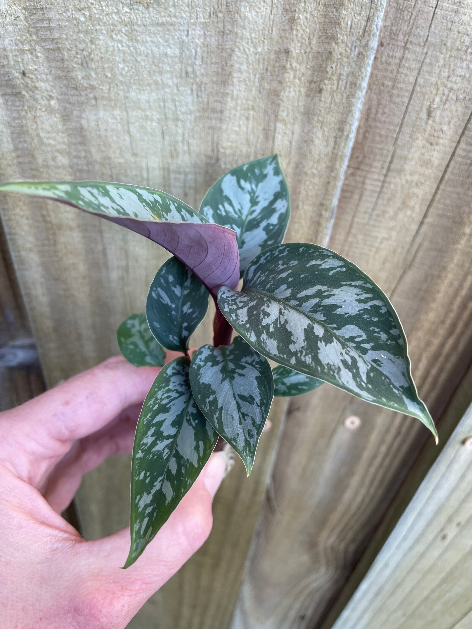 Apoballis Acuminatissimum Aka lavallei or red Sword - Etsy