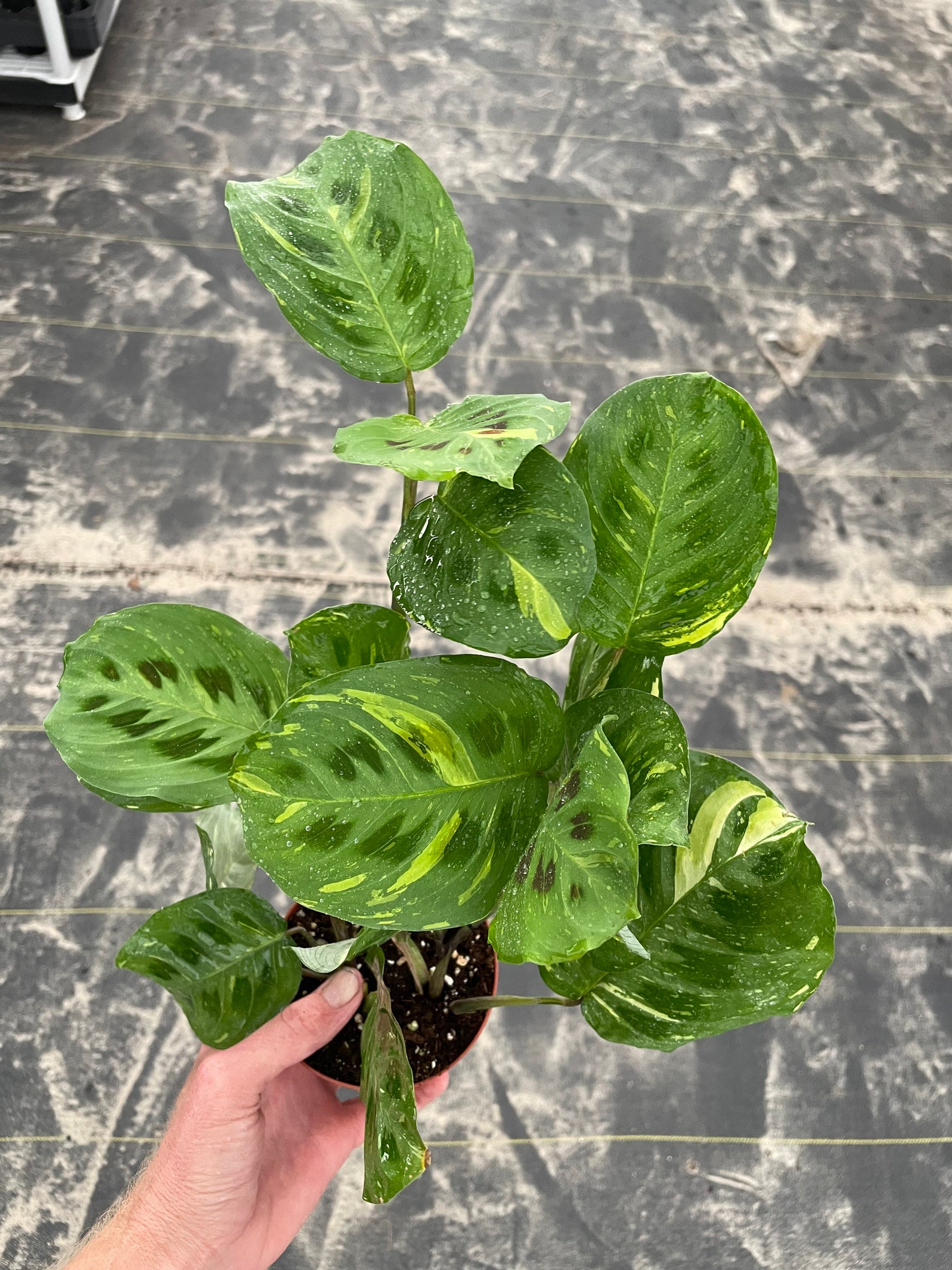 Variegated Maranta Beauty Kim 4 Pot ALL PLANTS Require You - Etsy