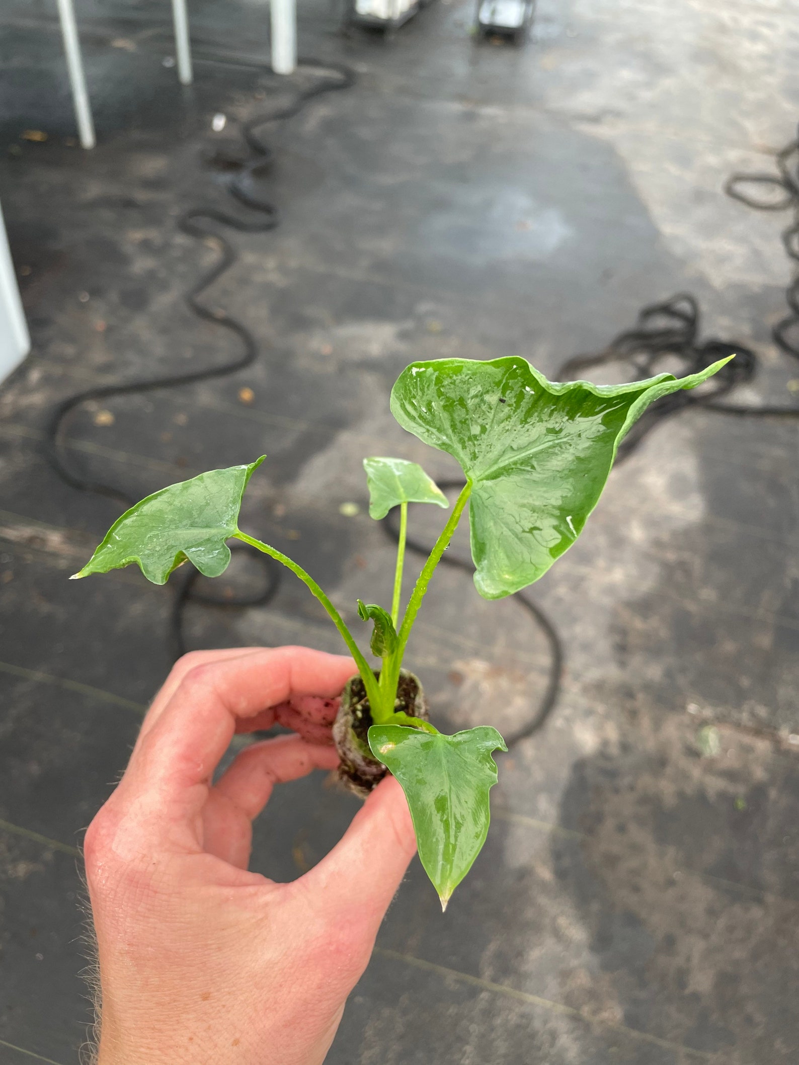 Alocasia Triangularis Starter Plant ALL STARTER PLANTS - Etsy