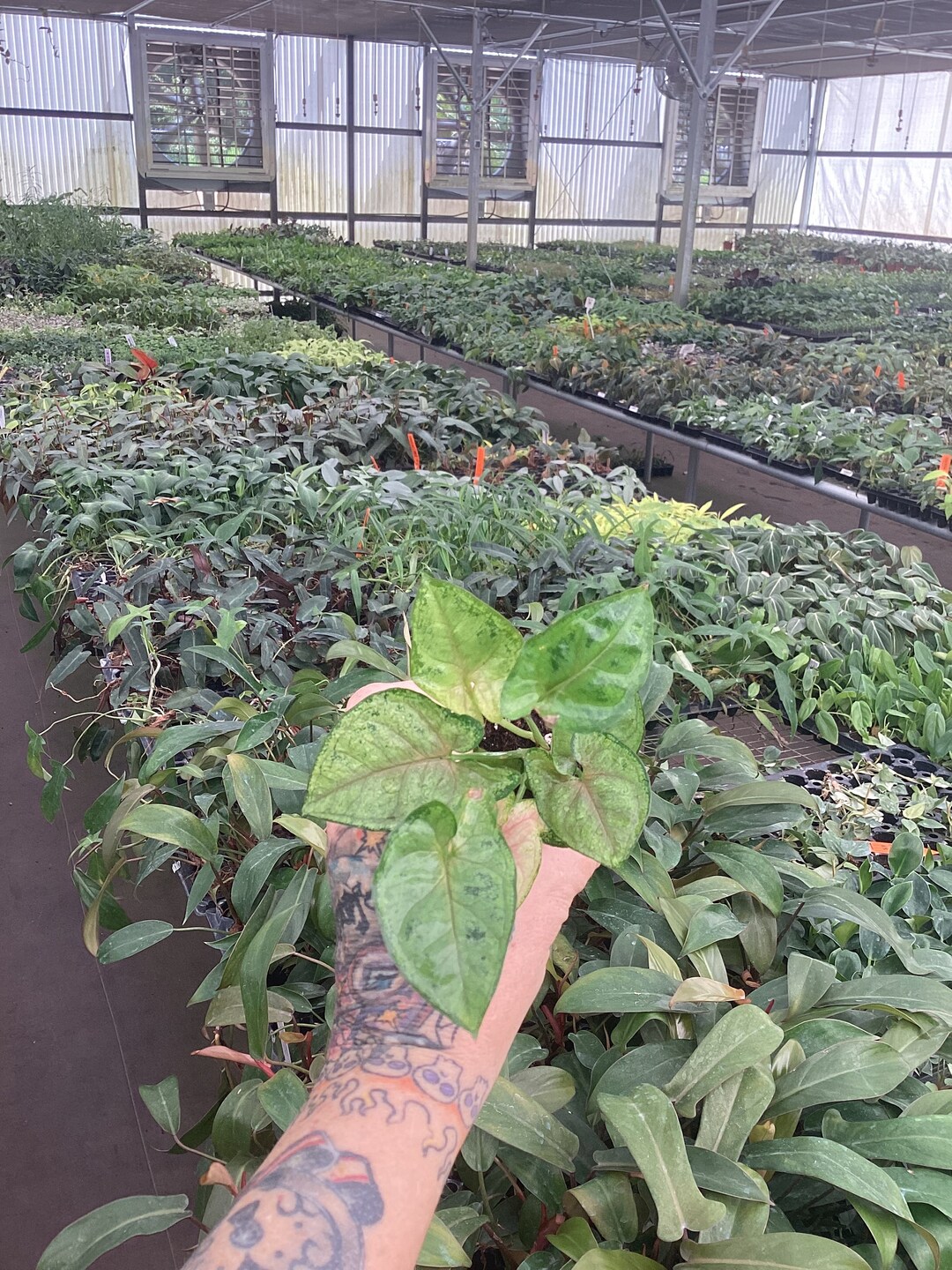 Syngonium Mango Allusion 2” Pot (ALL PLANTS Require You to Purchase 2 ...