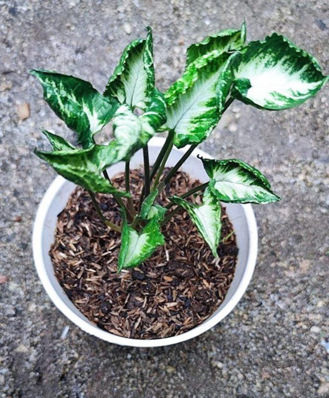 Syngonium Godzilla Starter Plant ALL STARTER PLANTS Require - Etsy