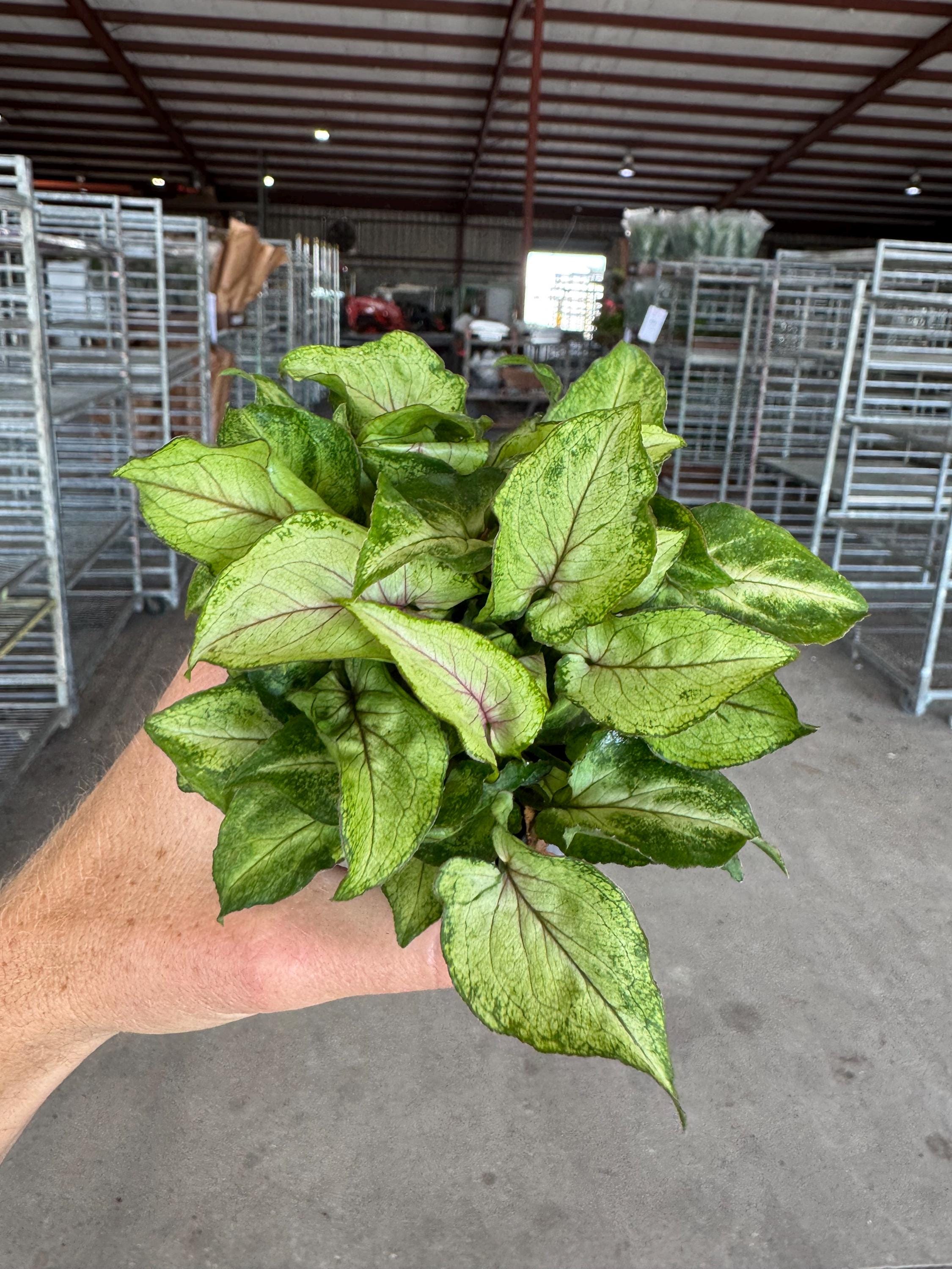 Syngonium Red Yami 3” Pot (ALL PLANTS Require You to Purchase 2 Plants ...