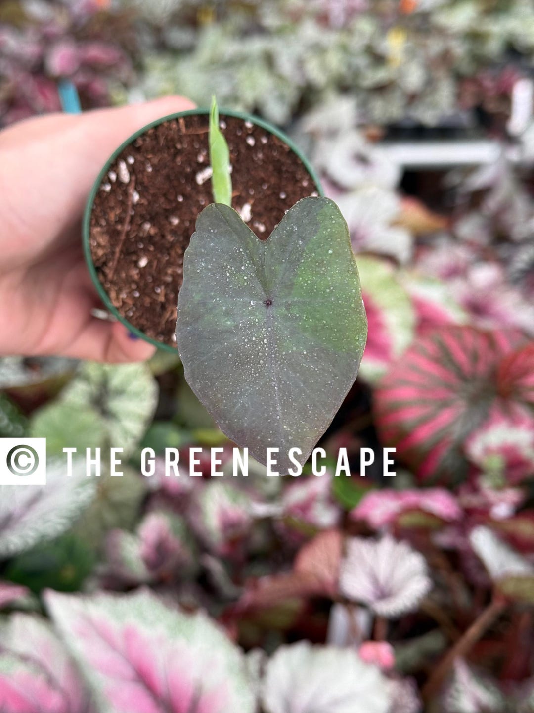 Colocasia Black Runner 2” Pot (ALL PLANTS Require You to Purchase 2 ...