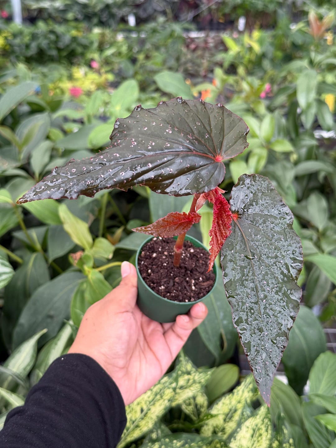 Begonia Lynda Dawn 2” Pot (ALL PLANTS Require You to Purchase 2 Plants ...