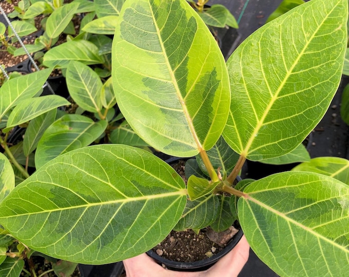 Ficus Altissima, Ficus Yellow Gem, Indoor Tree, Live Ficus, Ficus Tree ...