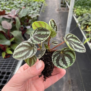 Peperomia Dragon Skin Starter Plant (ALL STARTER PLANTS Require You to ...