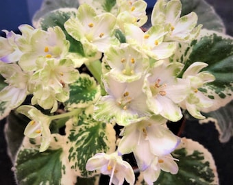 Harmony's Mustang Sally African Violet Live Plant, Young Starter in a 4 ...
