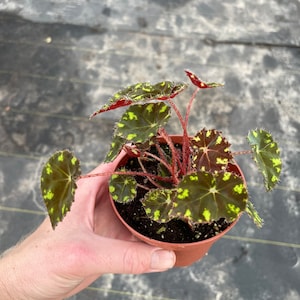 Begonia Kit Kat 4”pot (ALL PLANTS Require You to Purchase 2 Plants!) - Etsy