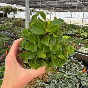 Peperomia Cubensis 4”pot (ALL PLANTS Require You to Purchase 2 Plants ...