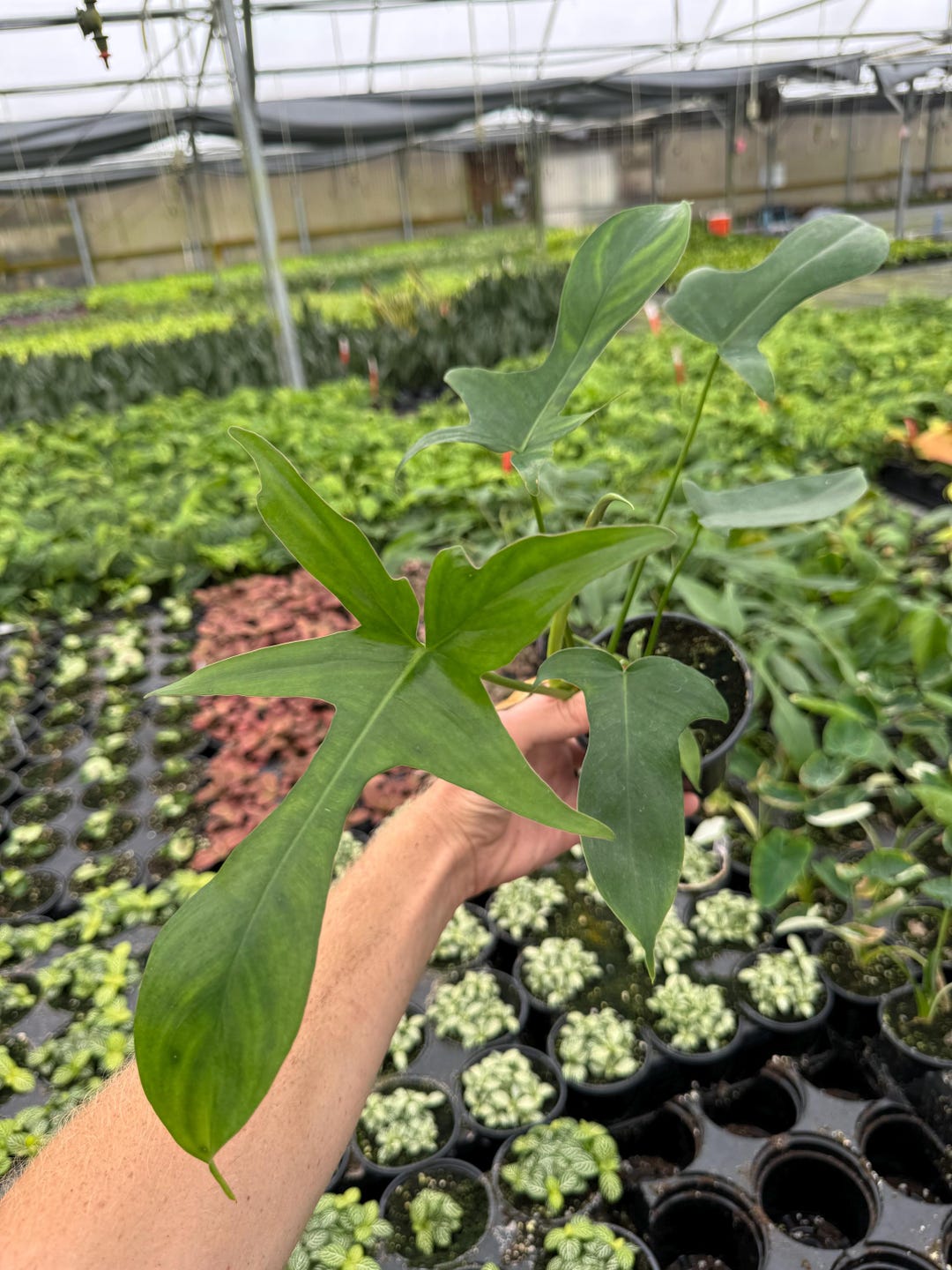 Philodendron Glad Hands 4 Pot ALL PLANTS Require You to Purchase 2 ...