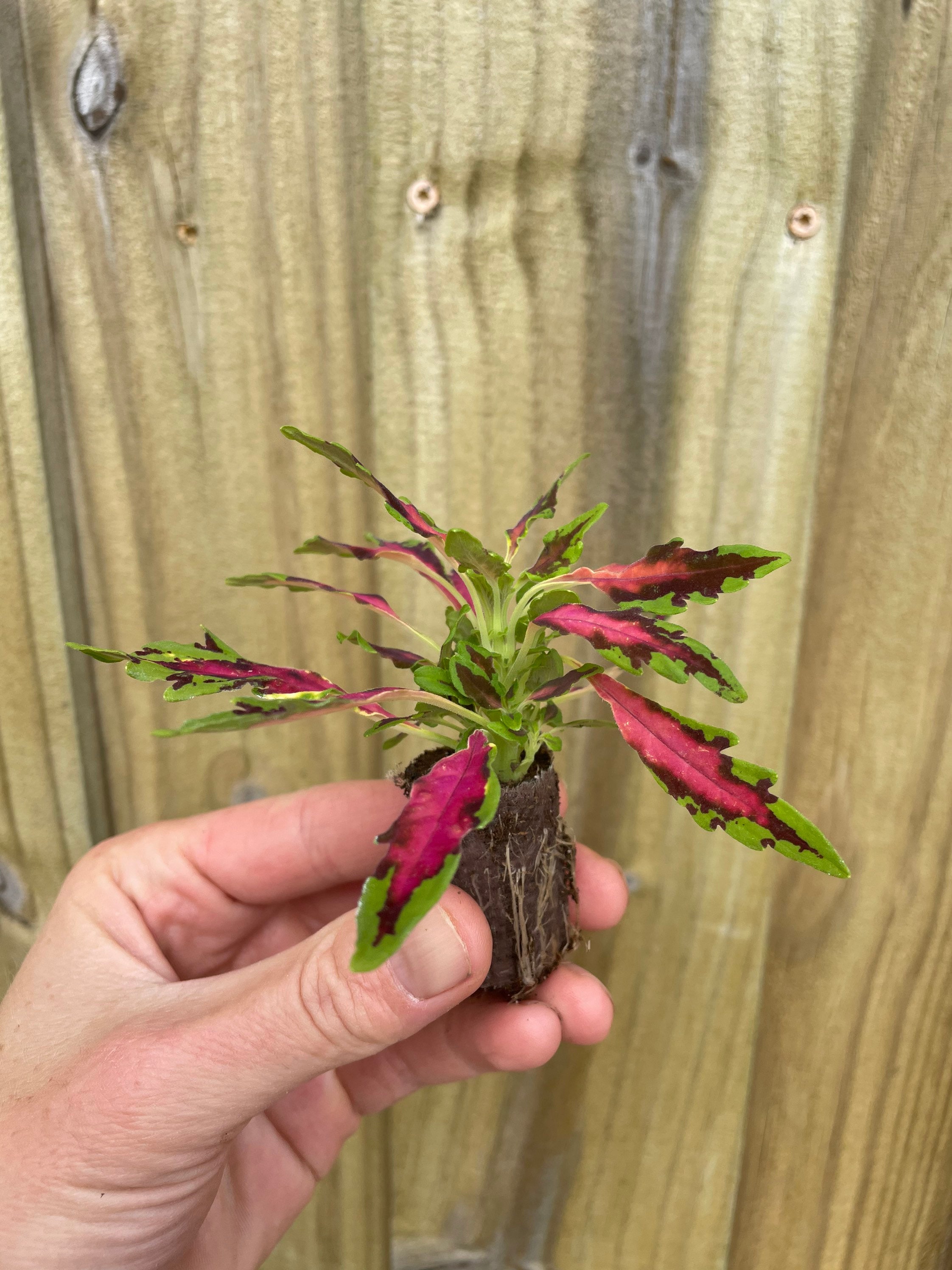 Coleus Spitfire Starter Plant ALL STARTER PLANTS Require You - Etsy