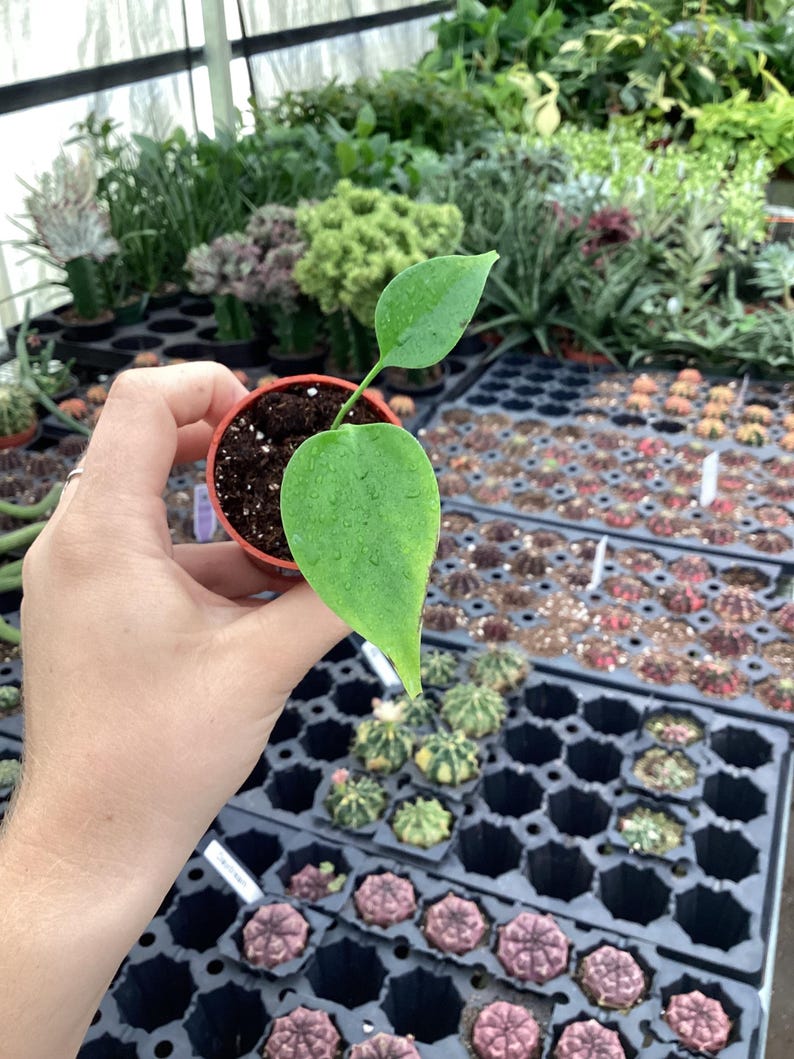 Monstera Sierrana 2” Pot (ALL PLANTS Require You to Purchase 2 Plants ...