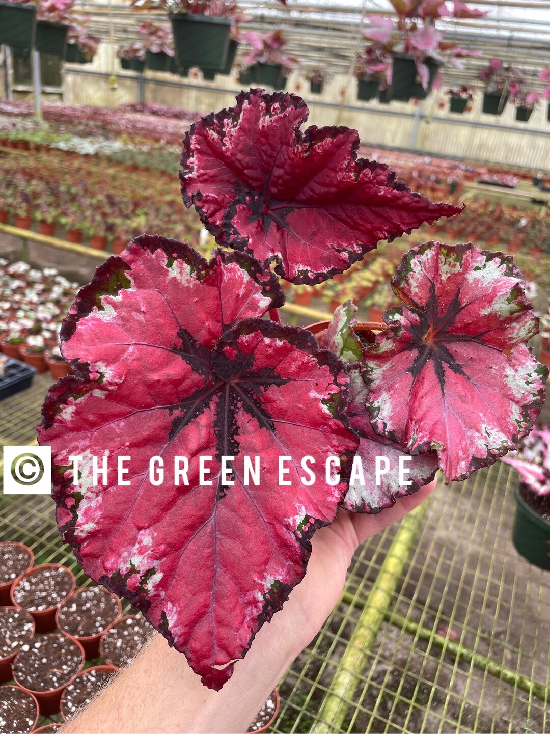 Begonia Harmonys Queen of Hearts 4” Pot (ALL PLANTS Require You to ...