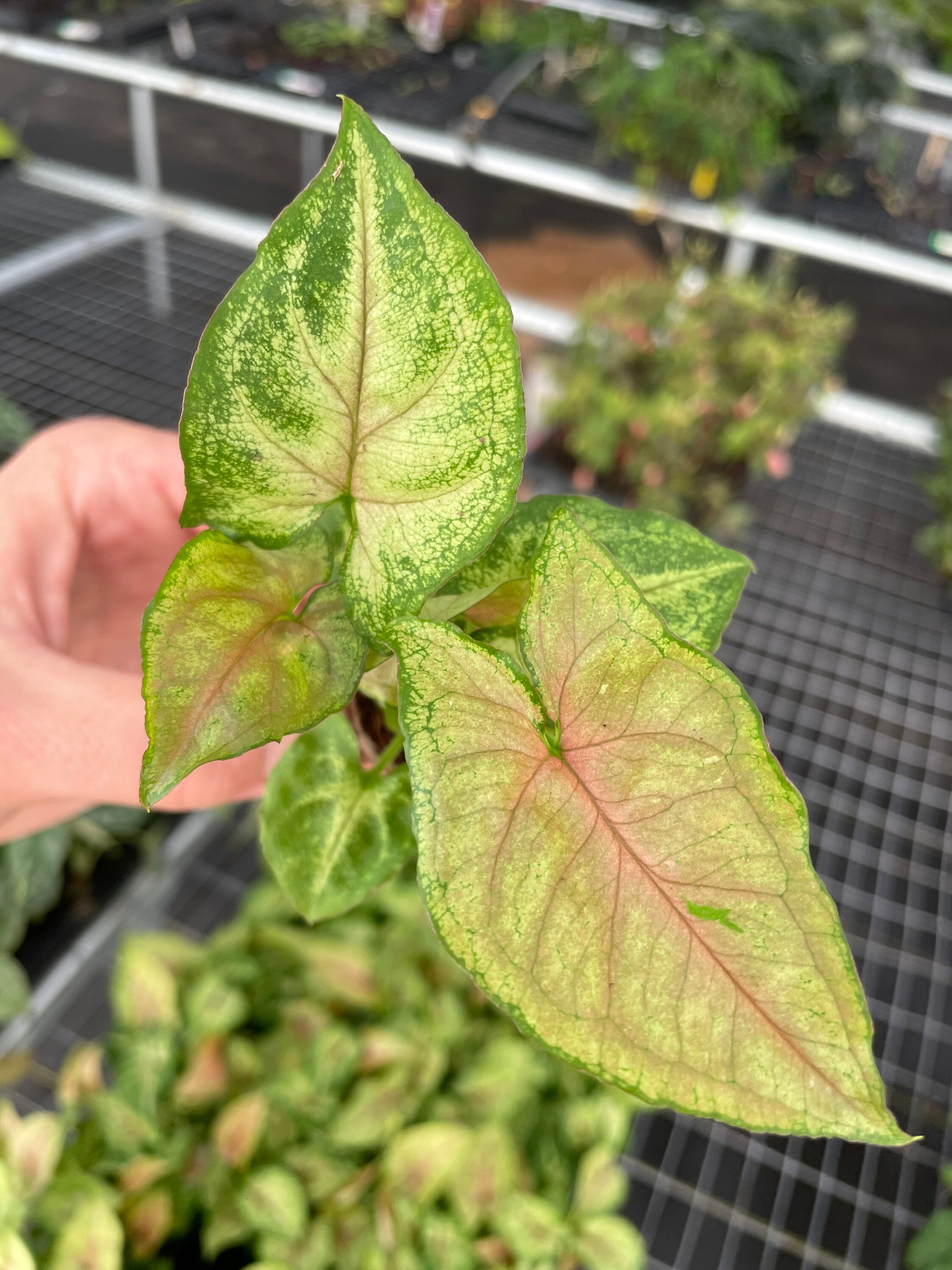 Syngonium Candy Berry Starter Plant (ALL STARTER PLANTS Require You to ...