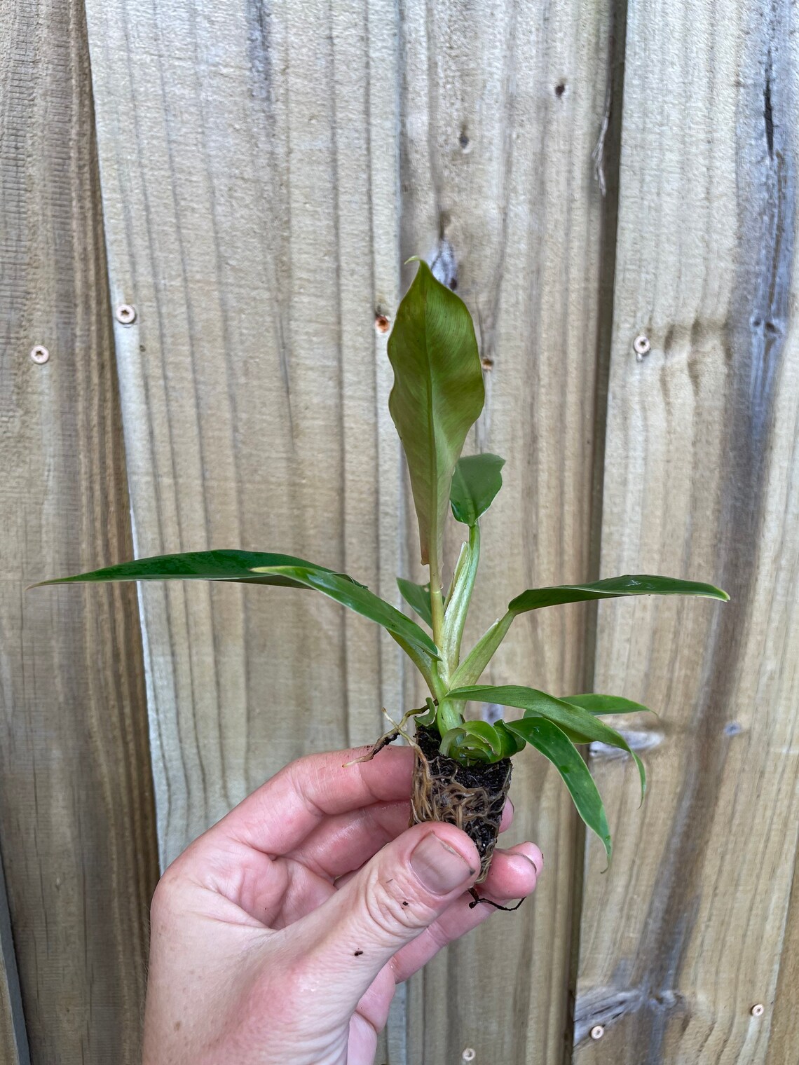 Philodendron Jungle Boogie/tiger Tooth/narrow Starter Plant - Etsy