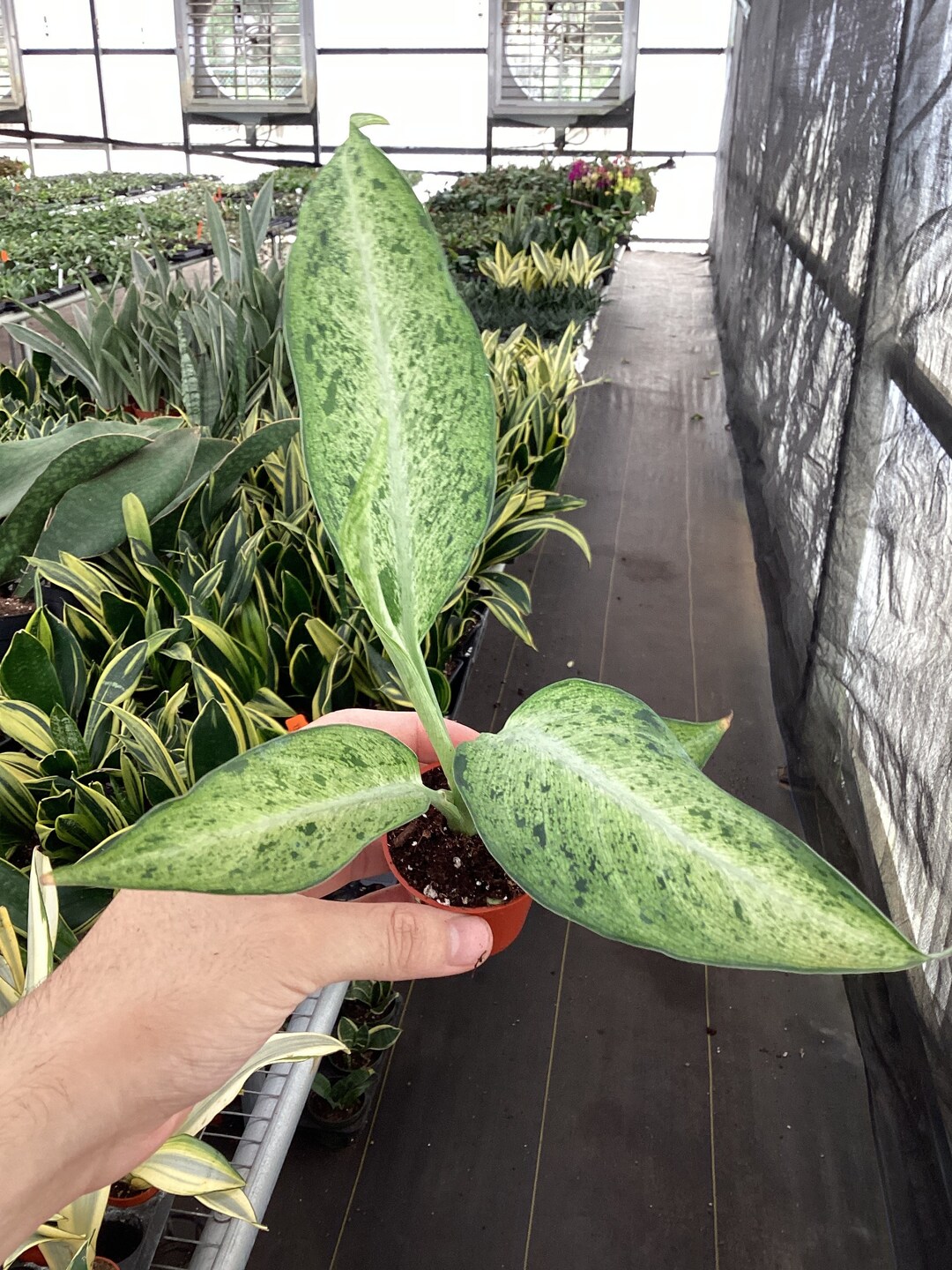 Dieffenbachia Maui Wowie 2” Pot (ALL PLANTS Require You to Purchase 2 ...