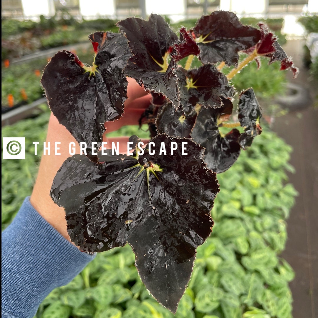 Begonia Compana Anne Starter Plant ALL STARTER PLANTS Require You to ...